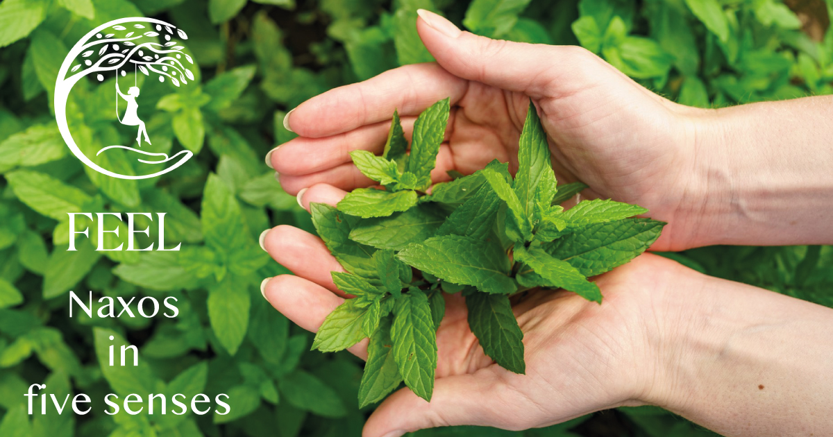 Naxos Cozy Nest - Naxos in 5 senses